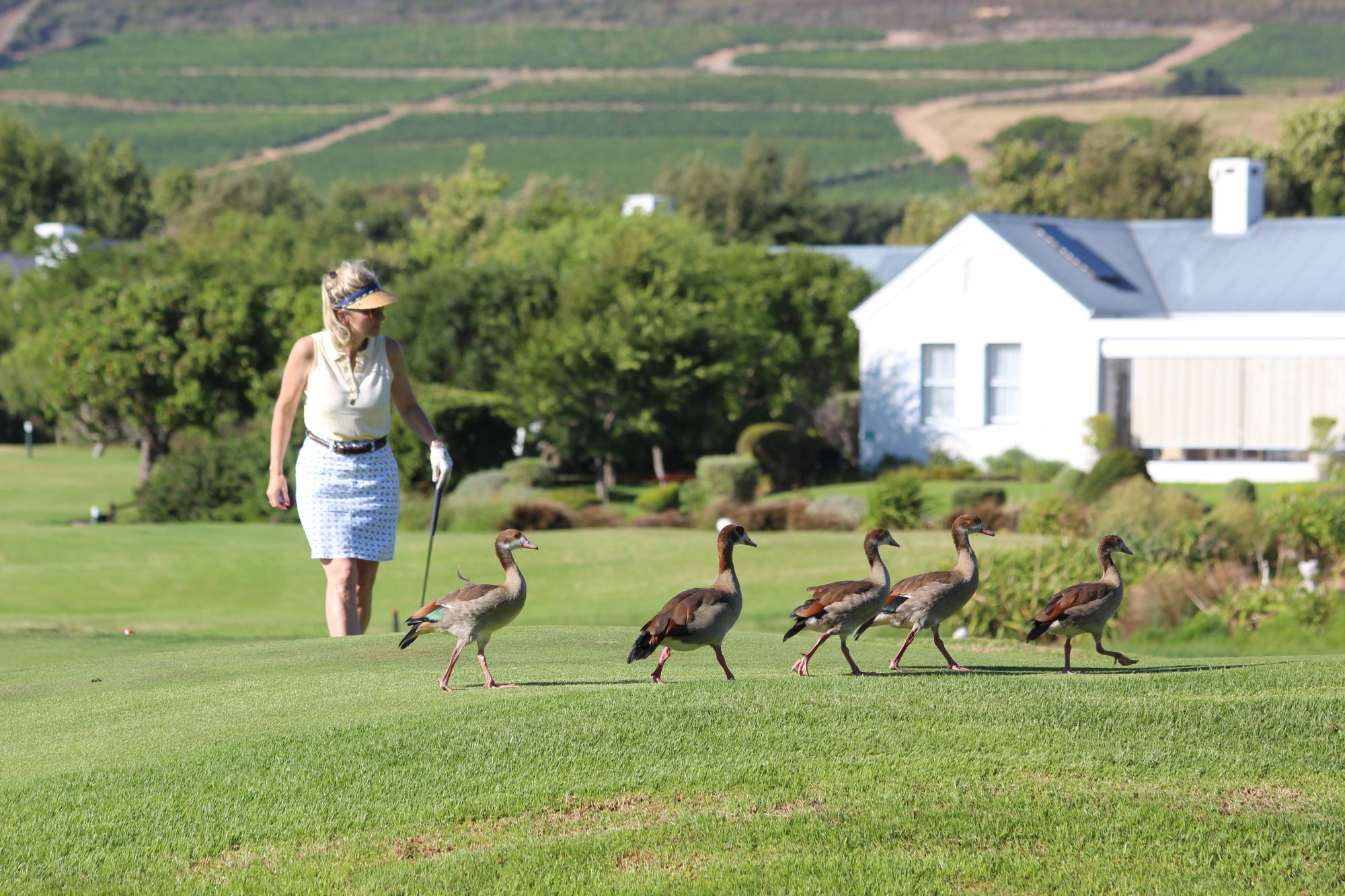 ‘Little uptake’ to manage Egyptian geese on golf courses | UCT News