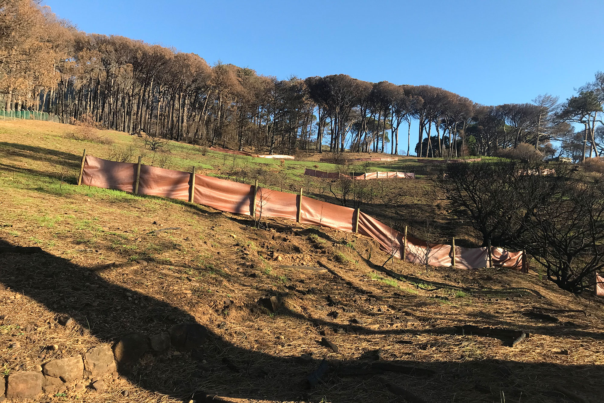 Soil erosion barriers in place, post-fire felling, clearing under way ...