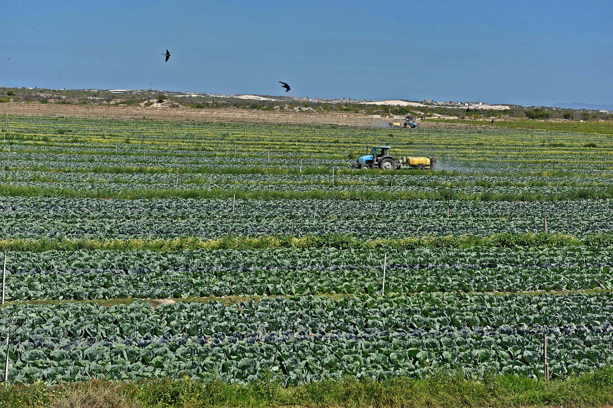 Biopharming research unit to host international farming conference ...