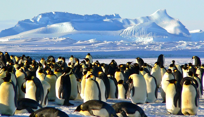 Penguins on the move in a warming world | UCT News