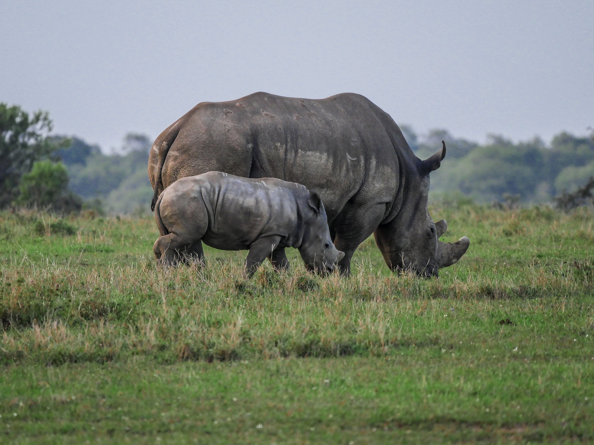 The fight against poaching must shift to empowering communities | UCT News