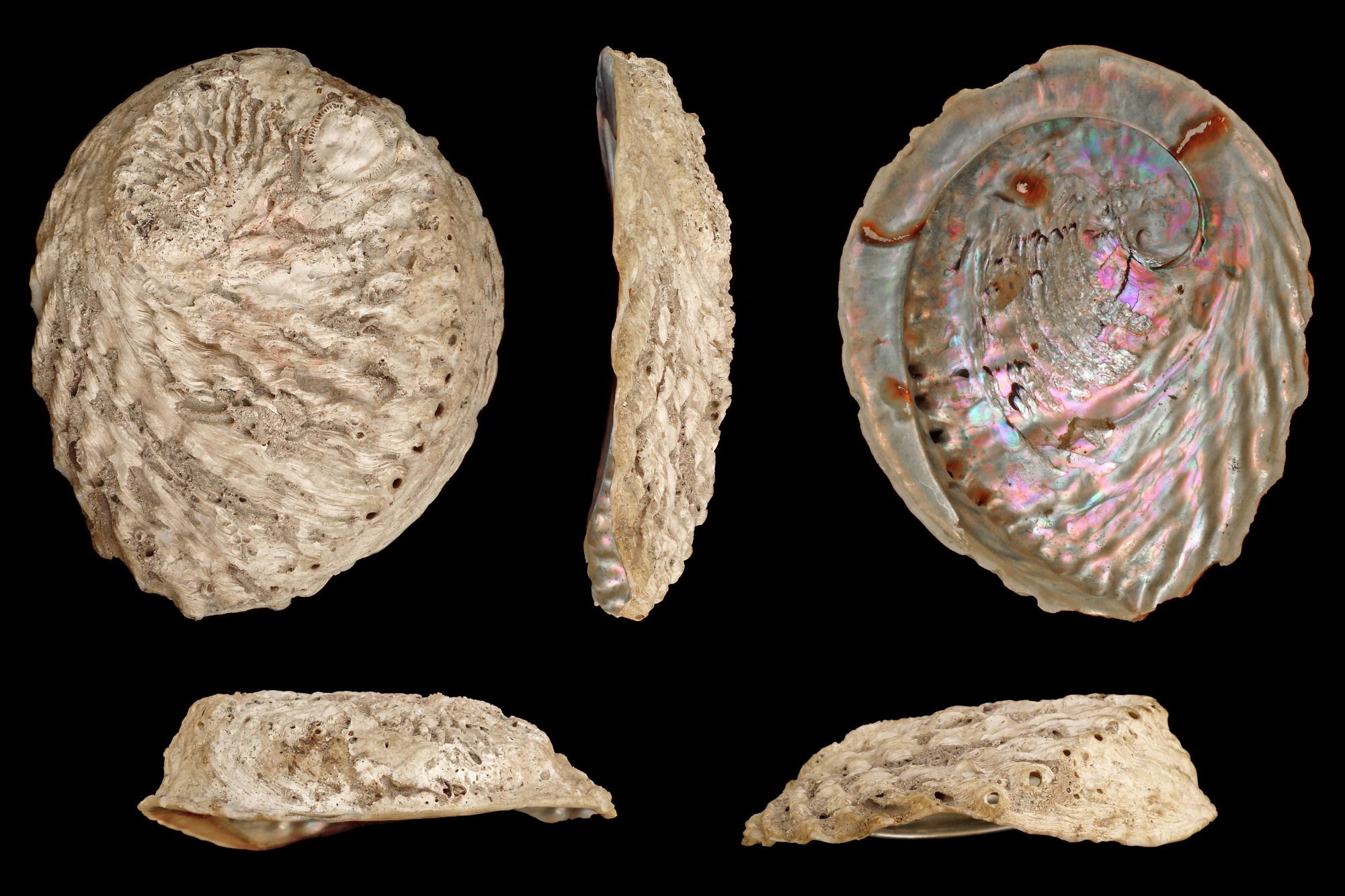 First steps to tackling South Africa’s abalone poaching | UCT News