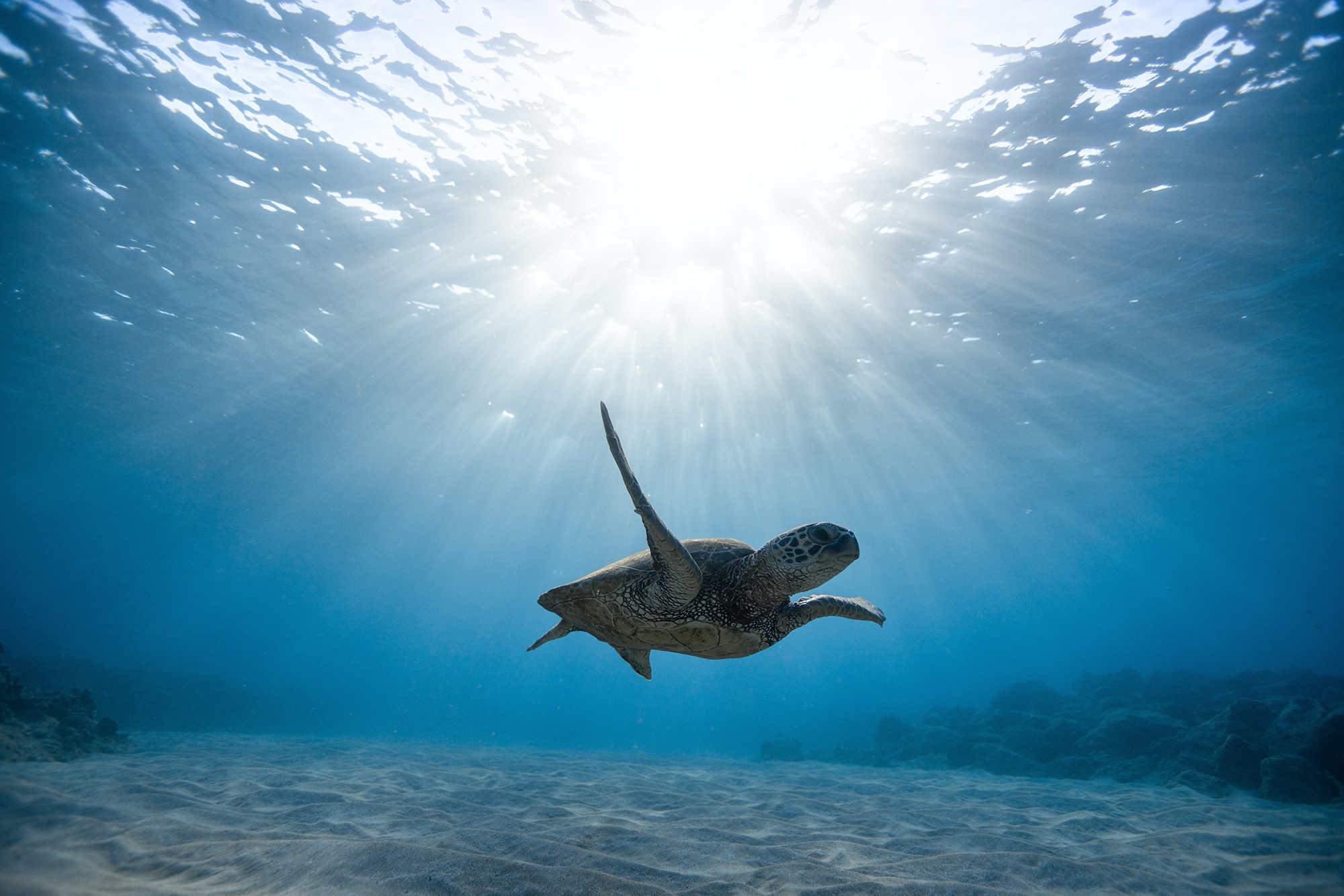 The ocean’s genome: protecting and sharing it | UCT News