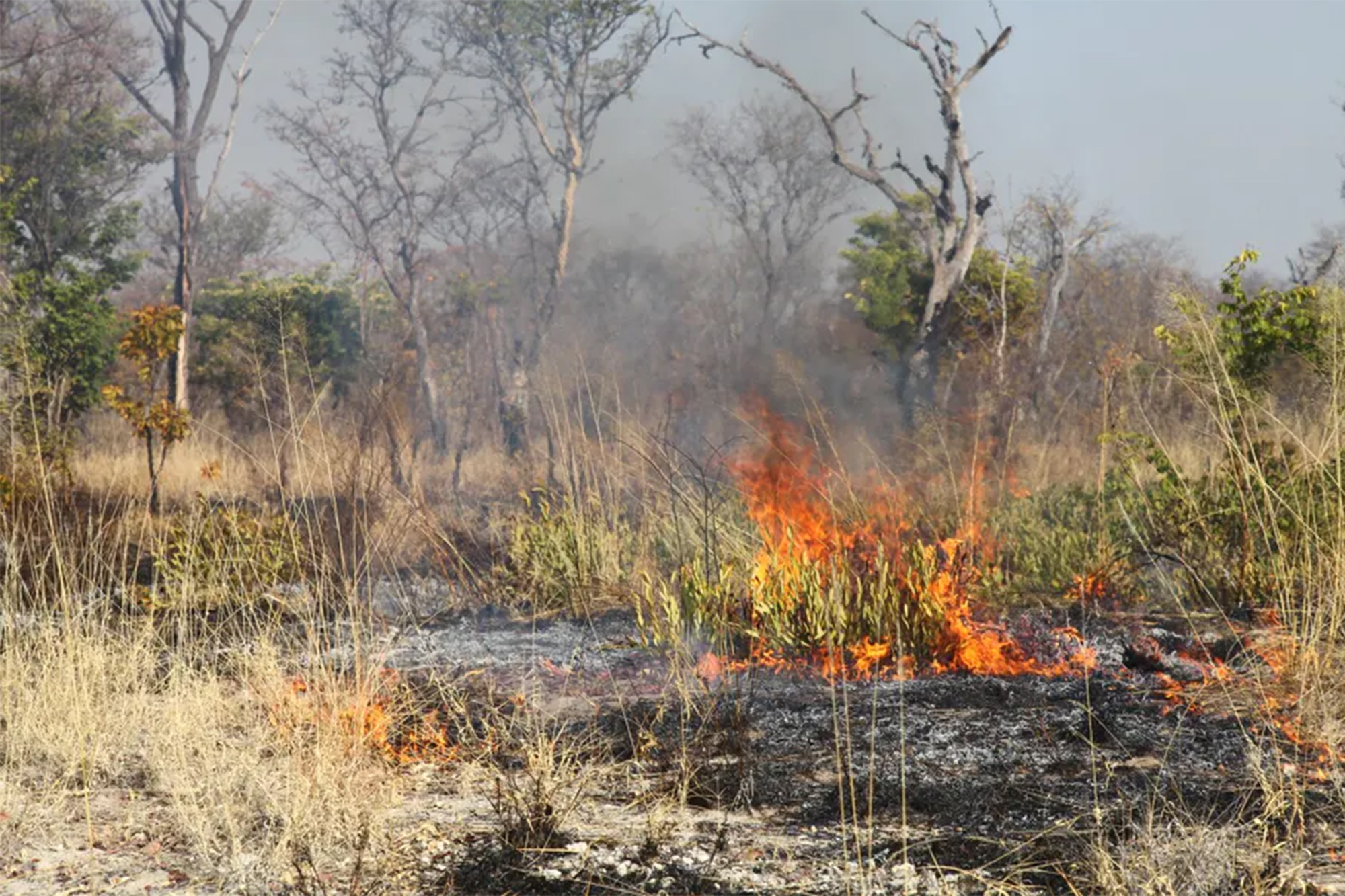Trusting local knowledge: the case of fire management in a Namibian ...